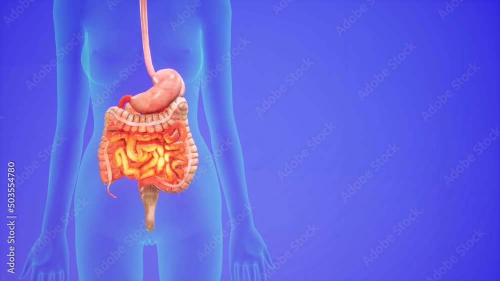 Anatomical 3D animation of digestive system. Showing the transparent ...