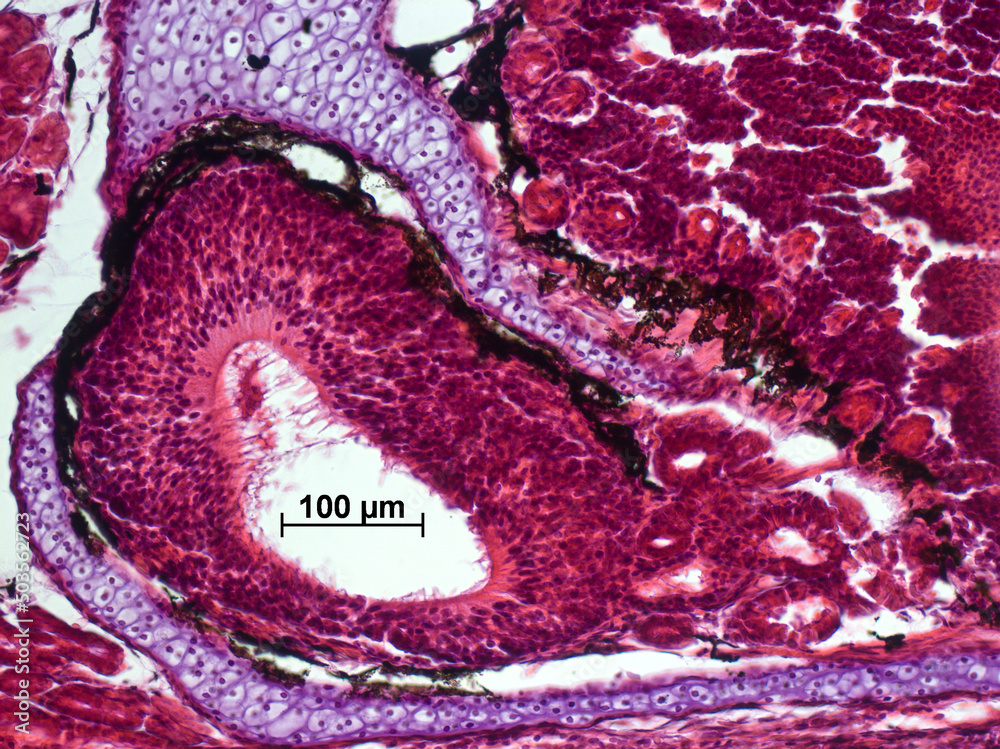 Vomeronasal organ (Jacobson's organ). Olfactory epithelium. Hematoxylin ...