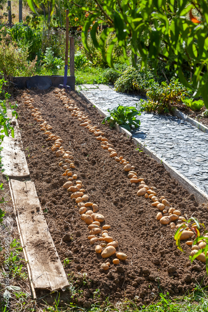 Récolte de pomme de terre au potager familial - rang de pomme de terre ...