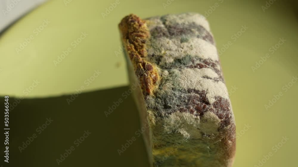 Colorful green, white, blue, yellow mold on surface of loaf of bread ...