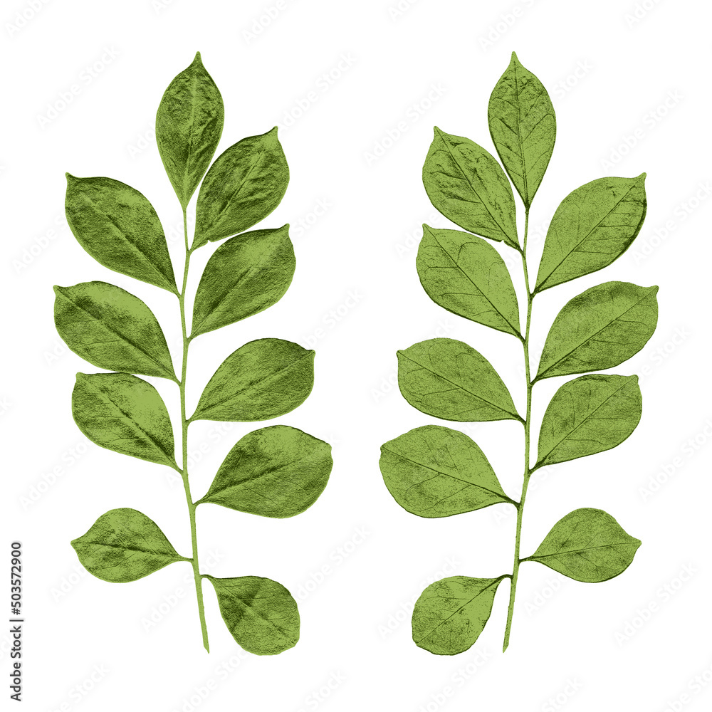 True myrtle leaf (Myrtus communis) front and back in three colors Stock ...