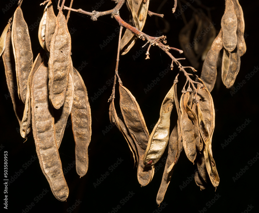 Robinia pseudoacacia, commonly known in its native territory as black ...