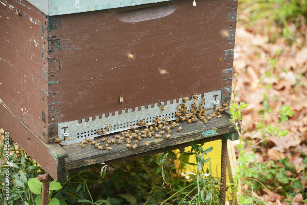Entrée d'une ruche équipée d'une grille interdisant l'entrée des ...
