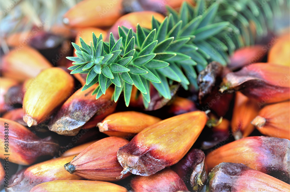 Frutos e folha da Araucaria angustifolia Stock Photo | Adobe Stock
