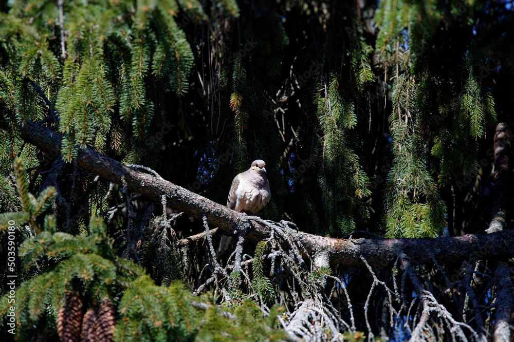 Photo & Art Print The mourning dove (Zenaida macroura) also known as ...
