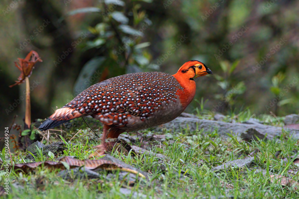Blyth's tragopan (Tragopan blythii) or the grey-bellied tragopan ...