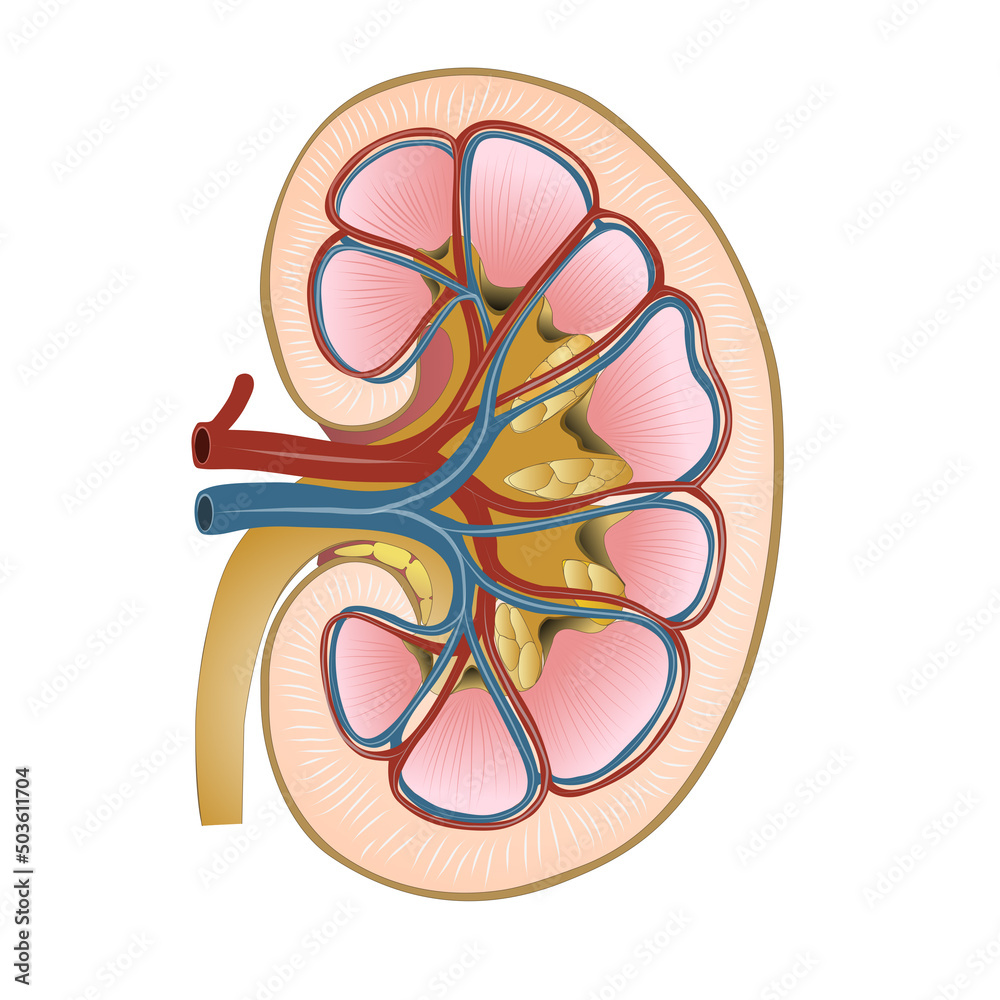 kidney anatomy structure diagram vector for biology Stock Illustration ...