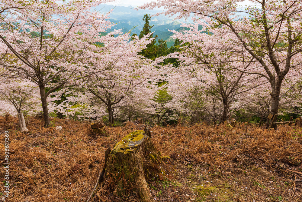 Amazing spring scene in Japan. Japanese cherry trees are in full bloom ...