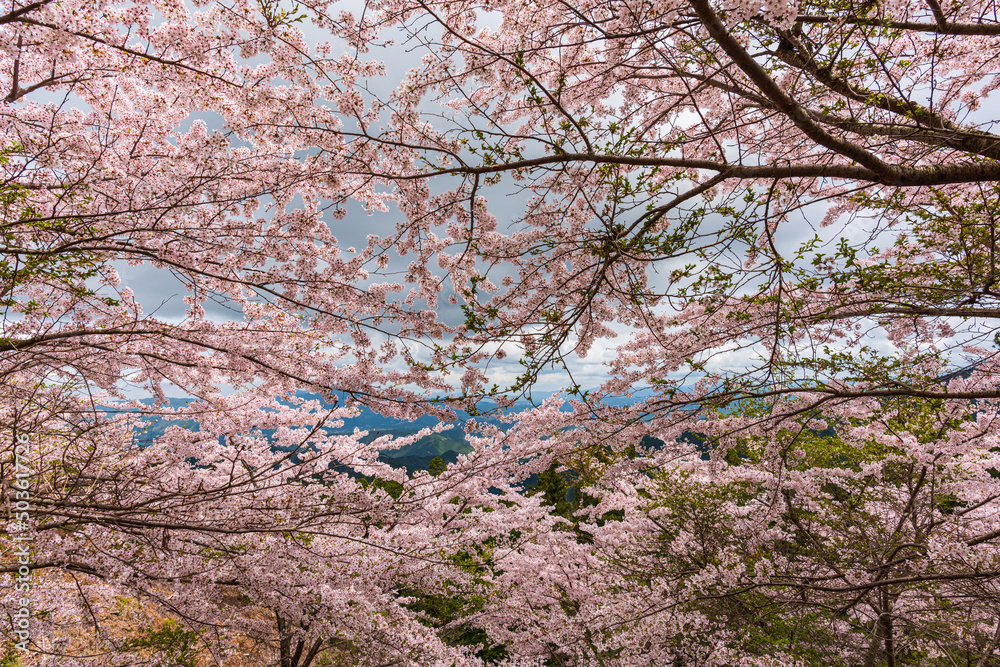 Amazing spring scene in Japan. Japanese cherry trees are in full bloom ...