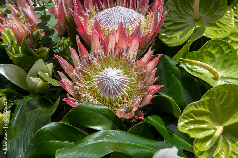 King protea or protea cynaroides the national flower of South Africa ...