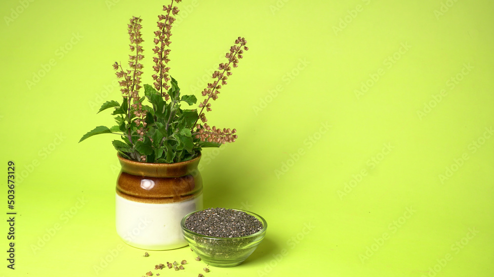 Holy basil, tulasi or tulsi, is an aromatic perennial plant in the ...