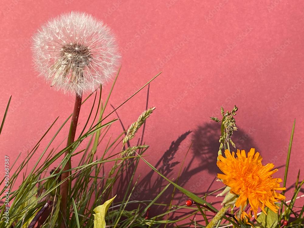 Löwenzahn, Blüte, Pusteblume und Grashalme vor rotem Hintergrund ...