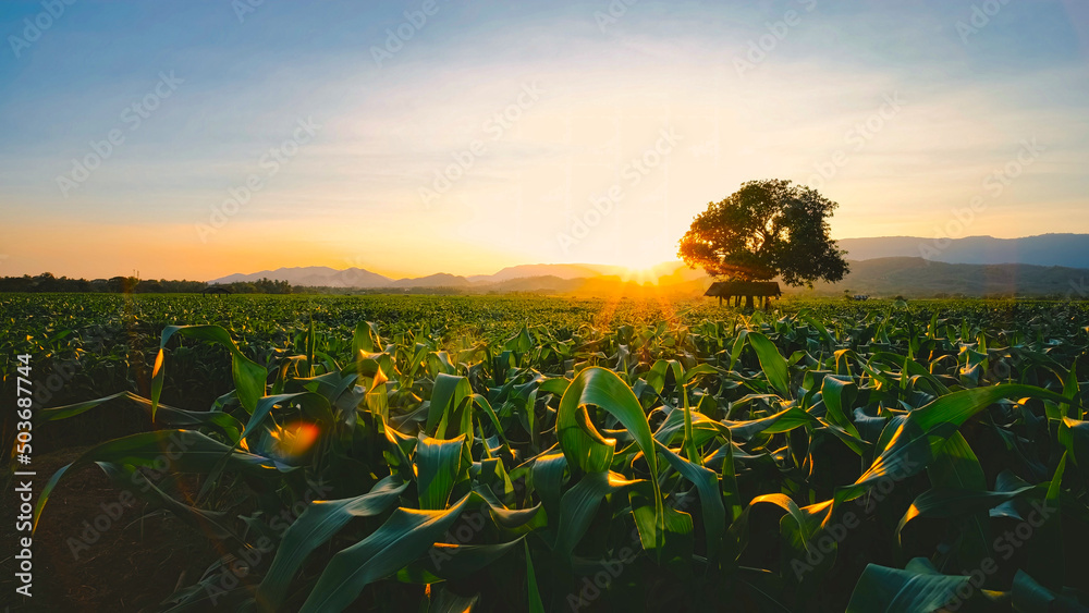 Foto de maize corn crops in agricultural plantation in the evening with ...