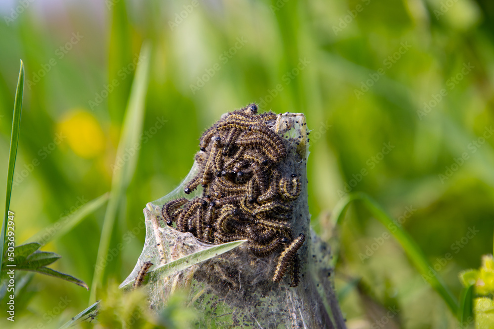 Nest with Tortoiseshell butterfly caterpillars on a common stinging ...