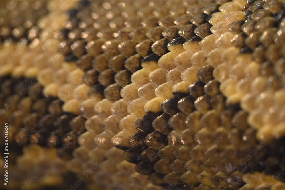 Snake Scales Close Up