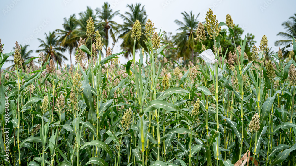 Sorghum is a genus of about 25 species of flowering plants in the grass ...