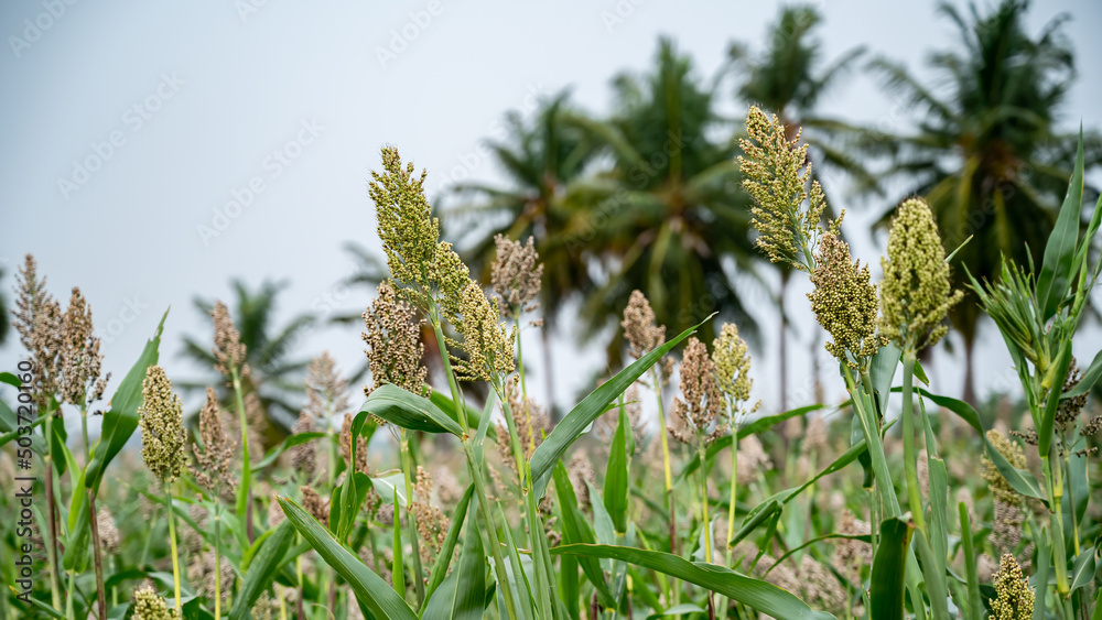 Sorghum is a genus of about 25 species of flowering plants in the grass ...