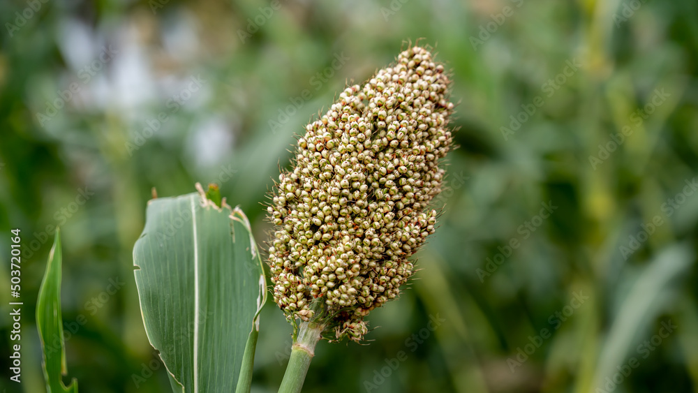 Sorghum is a genus of about 25 species of flowering plants in the grass ...