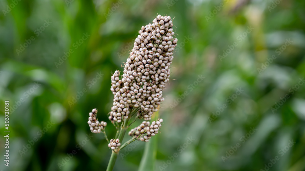 Sorghum is a genus of about 25 species of flowering plants in the grass ...