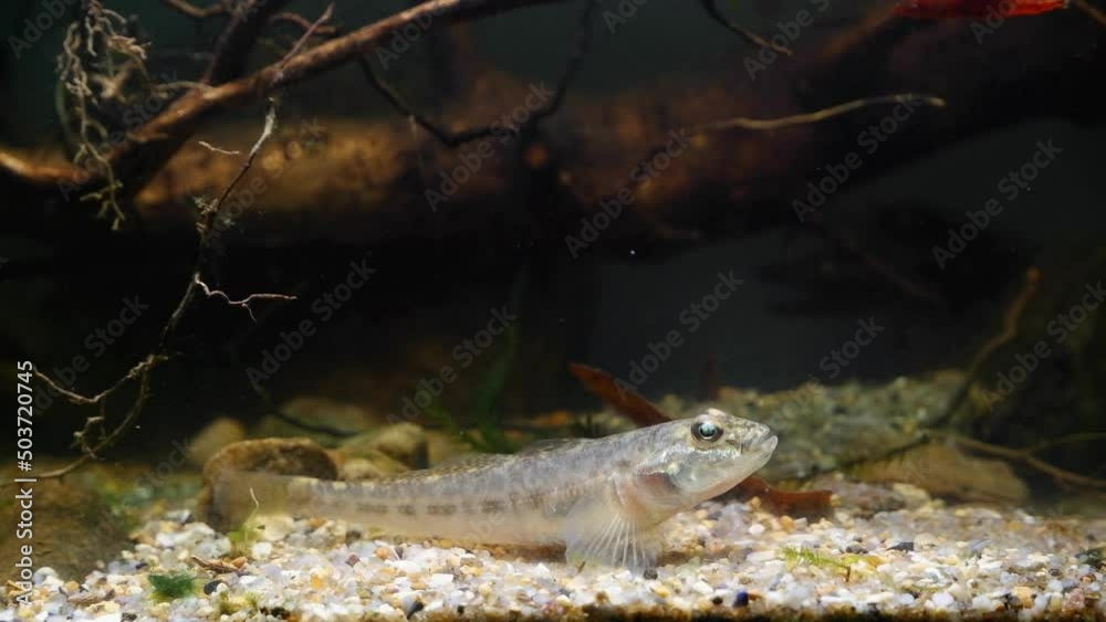 wild caught monkey goby lie, pelvic fins on sandbed bottom in biotope ...