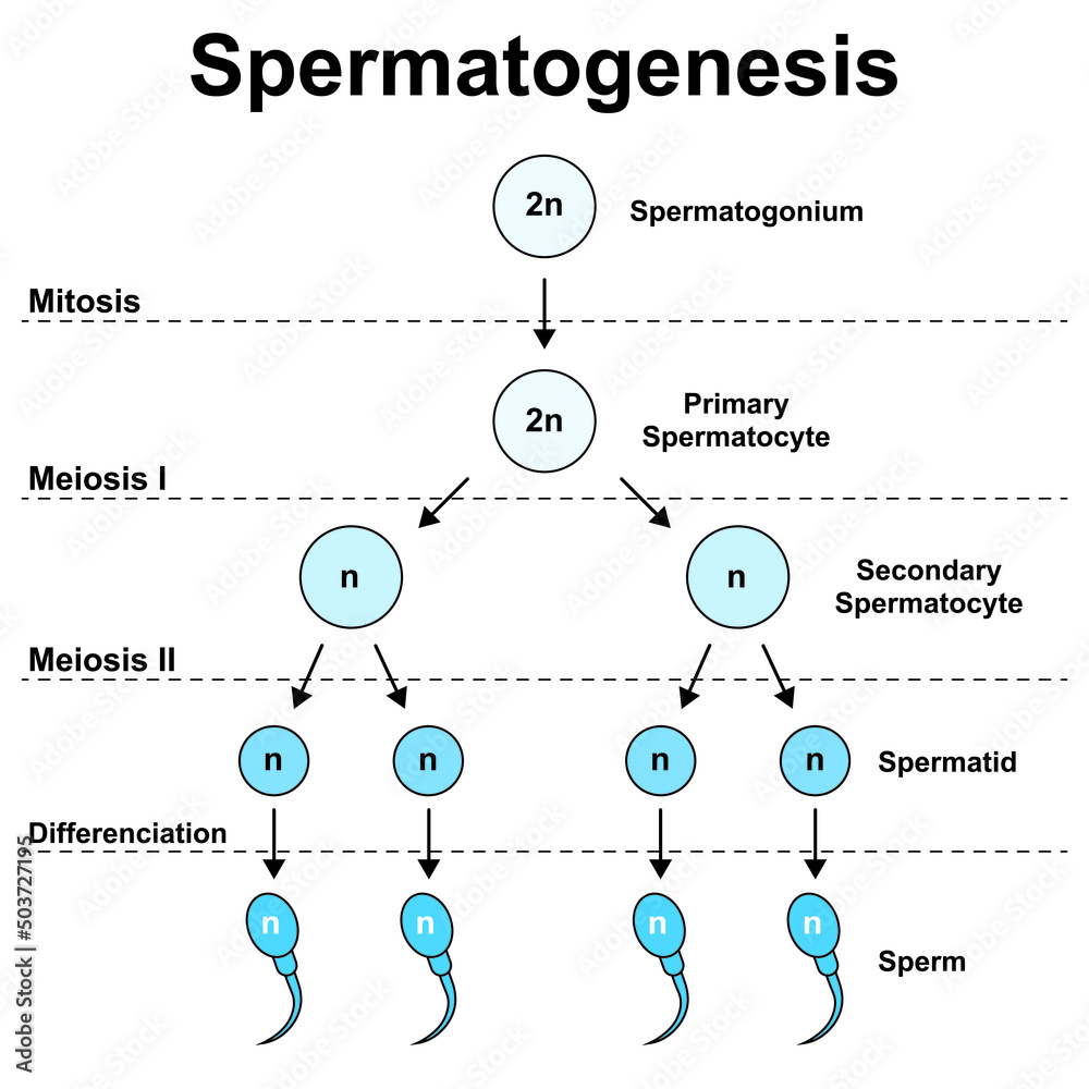 Scientific Designing Of Spermatogenesis. Colorful Symbols. Vector ...