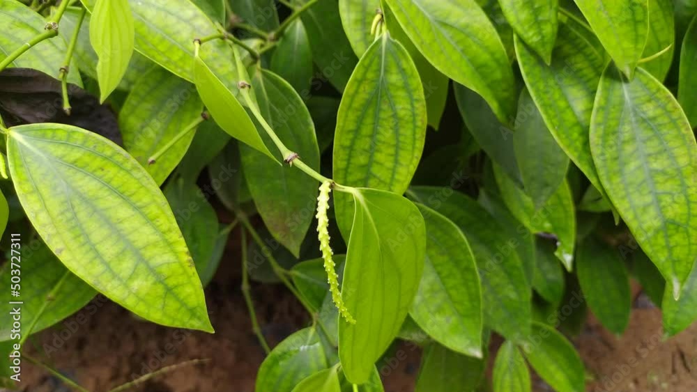 Healthy black pepper spice plant with new pepper seeds and thick green ...