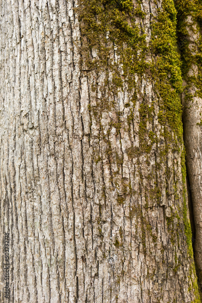Wood texture from southern forests Stock Photo | Adobe Stock