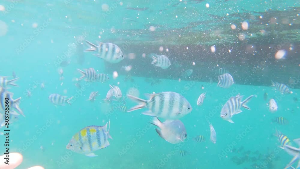 School of tropical fish swimming in shallow coral sea below boat. Stock ...