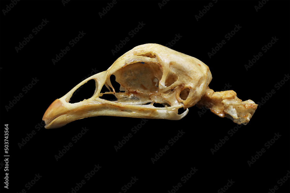Closeup of the skull of a domestic chicken (Gallus gallus domesticus ...