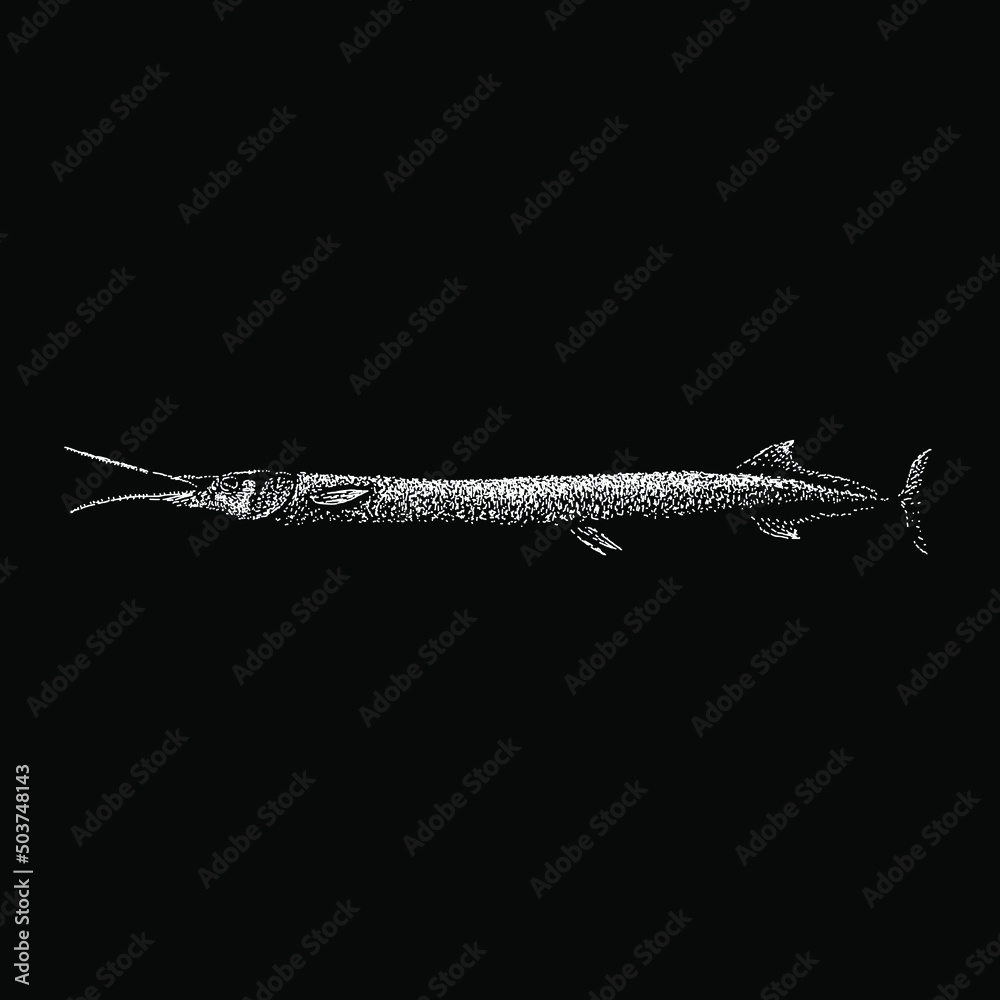 Needle Fish Drawing