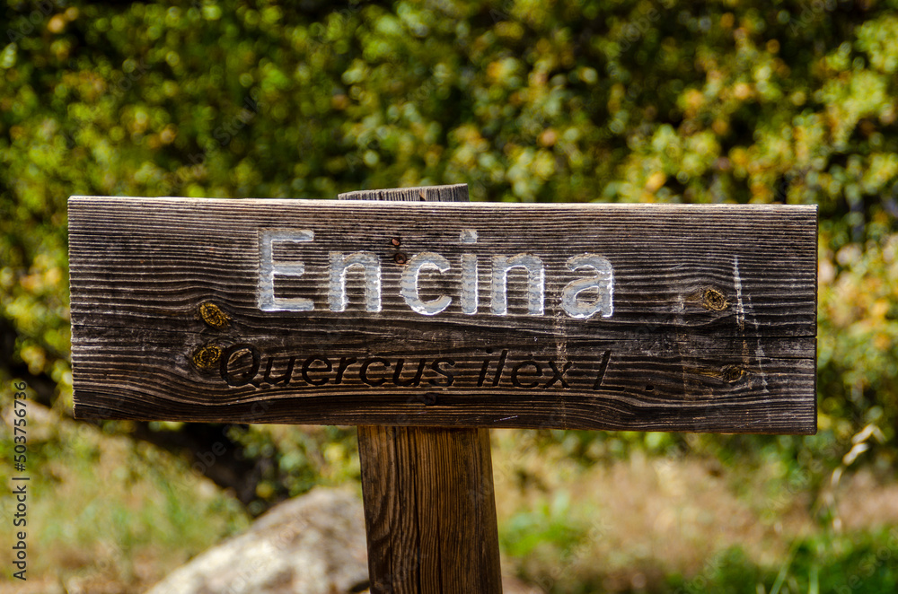 Encina, holm oak, quercus ilex, tree or plant wooden sign Stock Photo ...