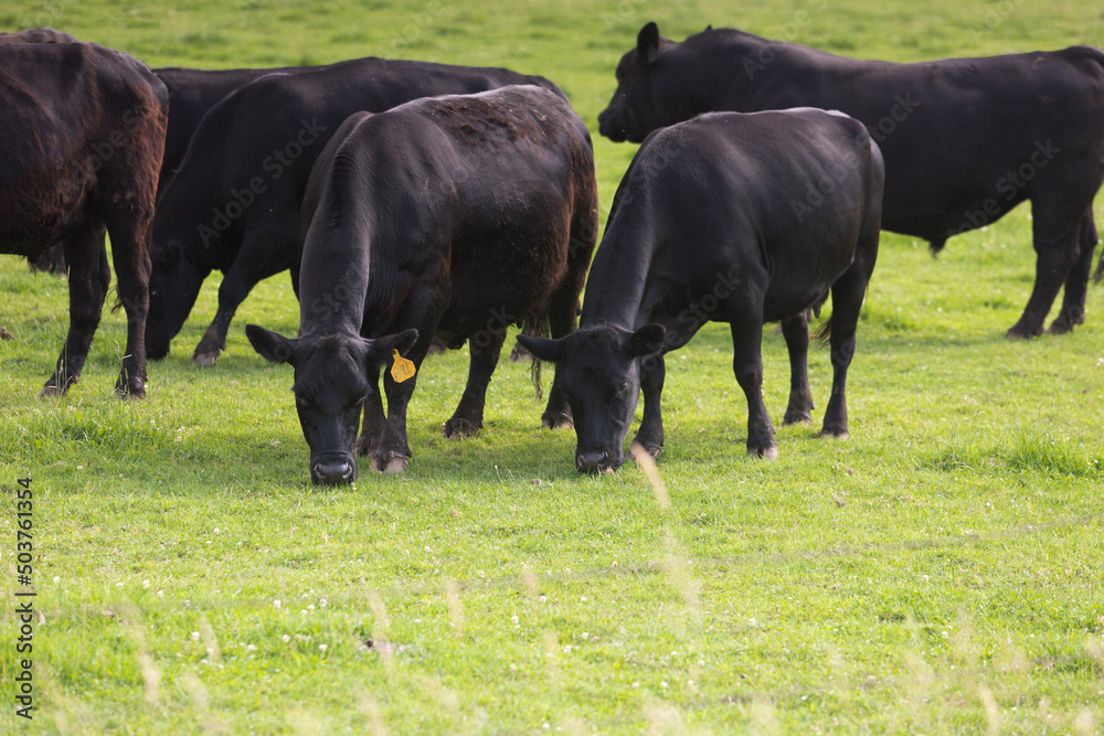 Summer morning in the pasture. A herd of black Aberdeen Angus cows ...