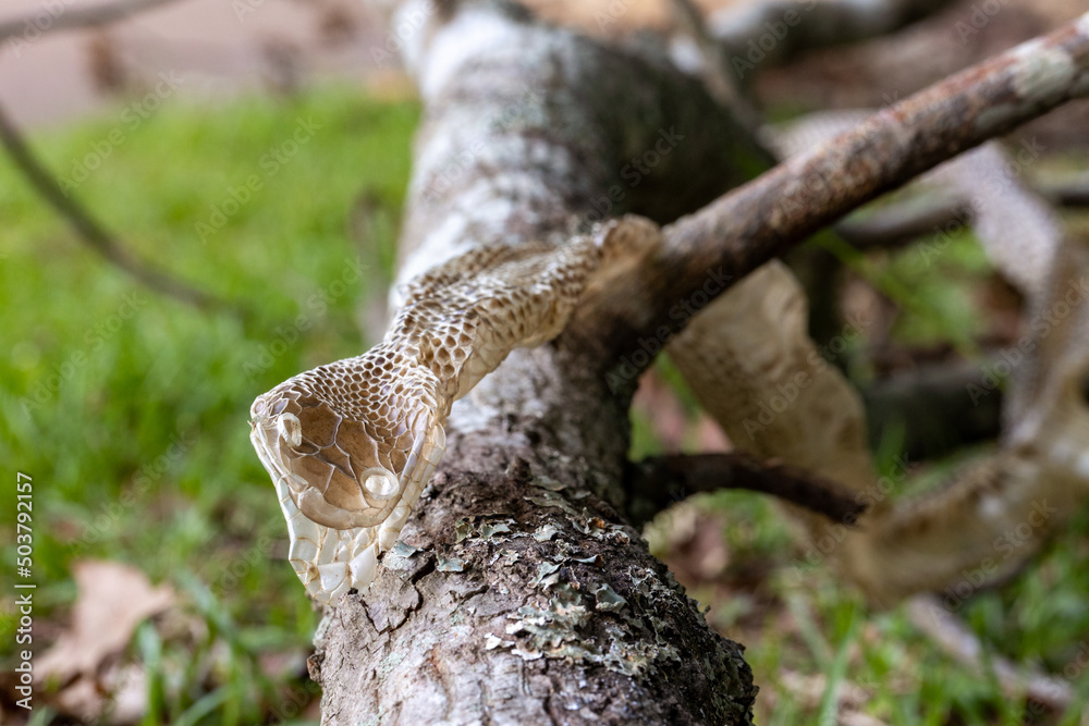 Shed snake skin found in nature Stock Photo | Adobe Stock