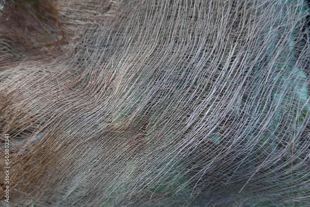 Detail of palm tree trunk vegetal fibers .A close-up shot of natural ...