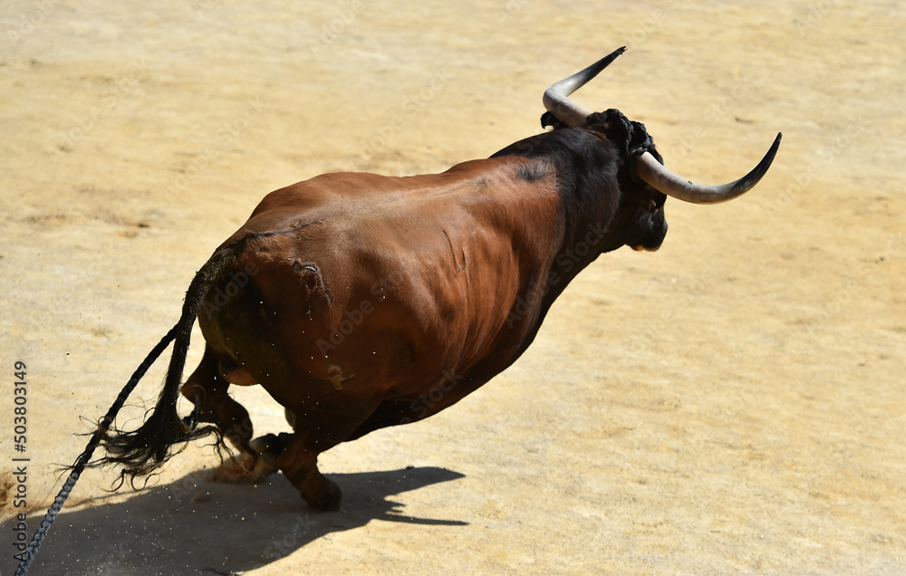 toro español con grandes cuernos en un espectaculo tradicional en una ...