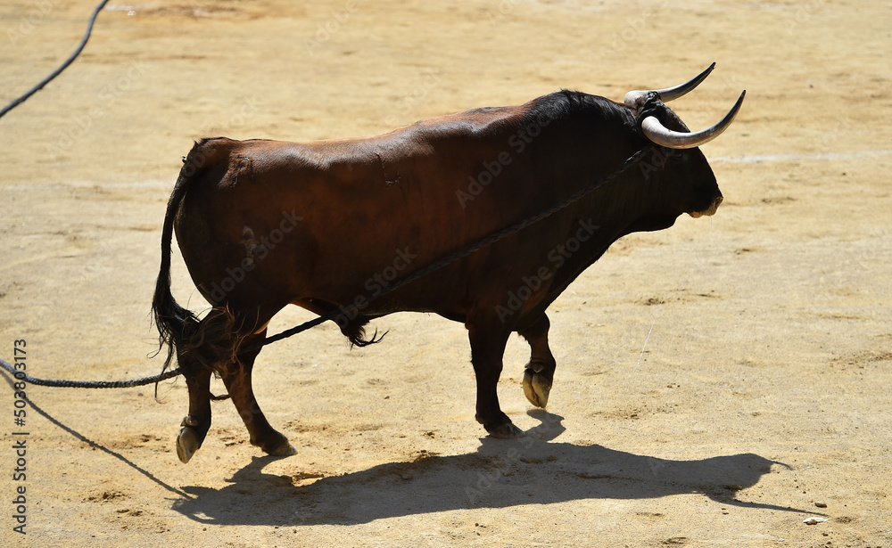 toro español con grandes cuernos en un espectaculo tradicional en una ...
