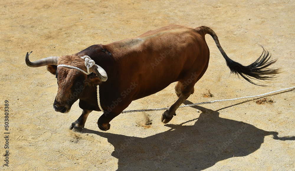 toro español con grandes cuernos en un espectaculo tradicional en una ...