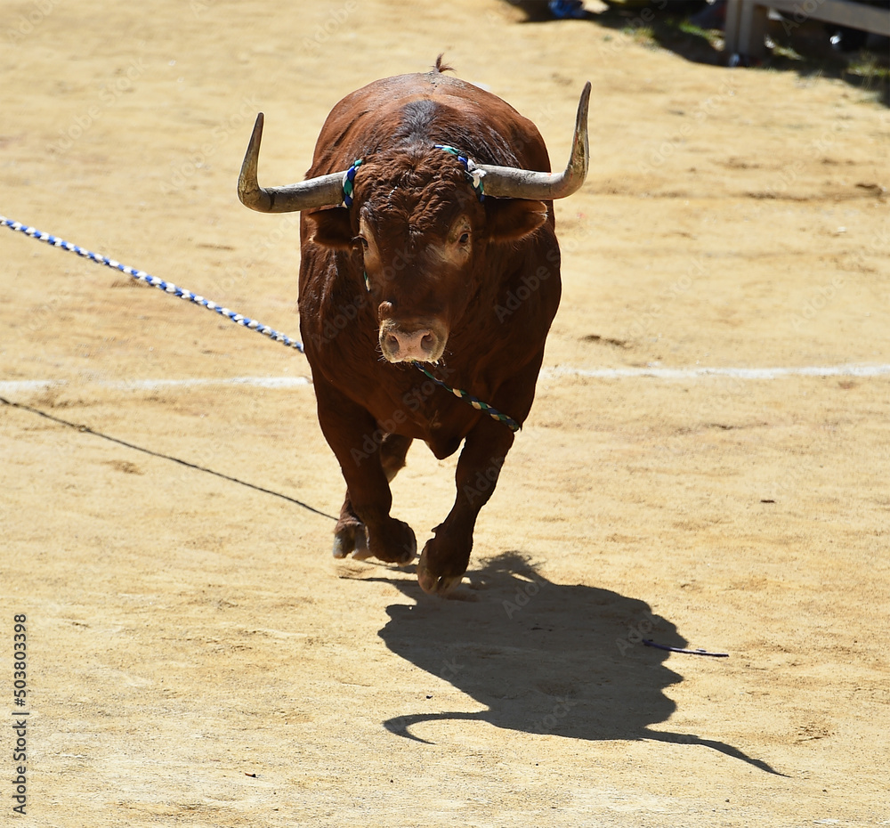 toro español con grandes cuernos en un espectaculo tradicional en una ...