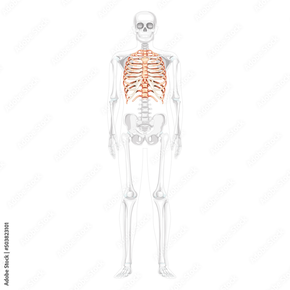 Rib cage Skeleton Human front view ventral, lateral, and dorsal with ...