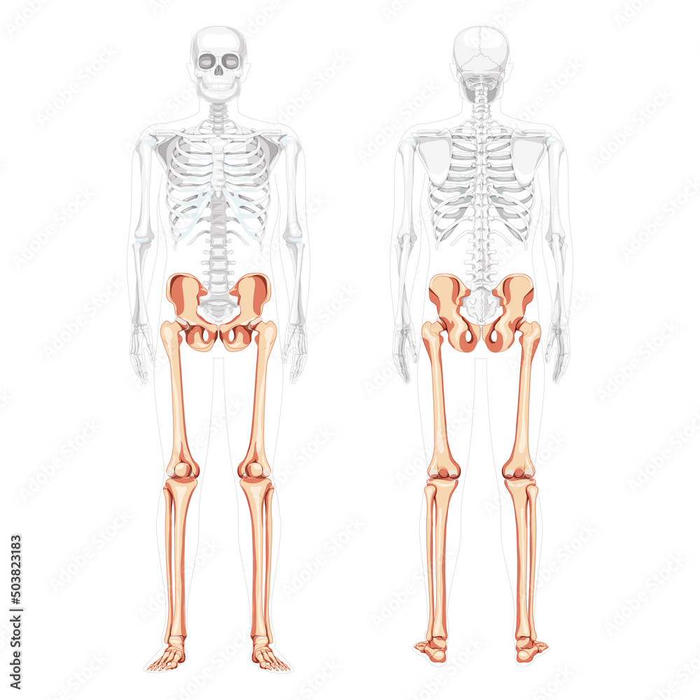 Plakat Skeleton Lower limbs Human Pelvis with legs, Thighs Feet, ankles ...