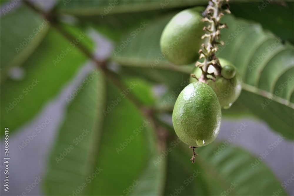 Pometia pinnata fruits, with common names including matoa, taun tree ...