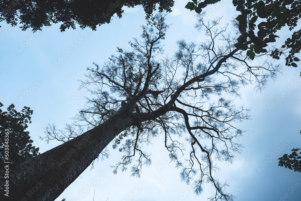tropical rainforest landscape, forest scenic with jungle tree in green ...