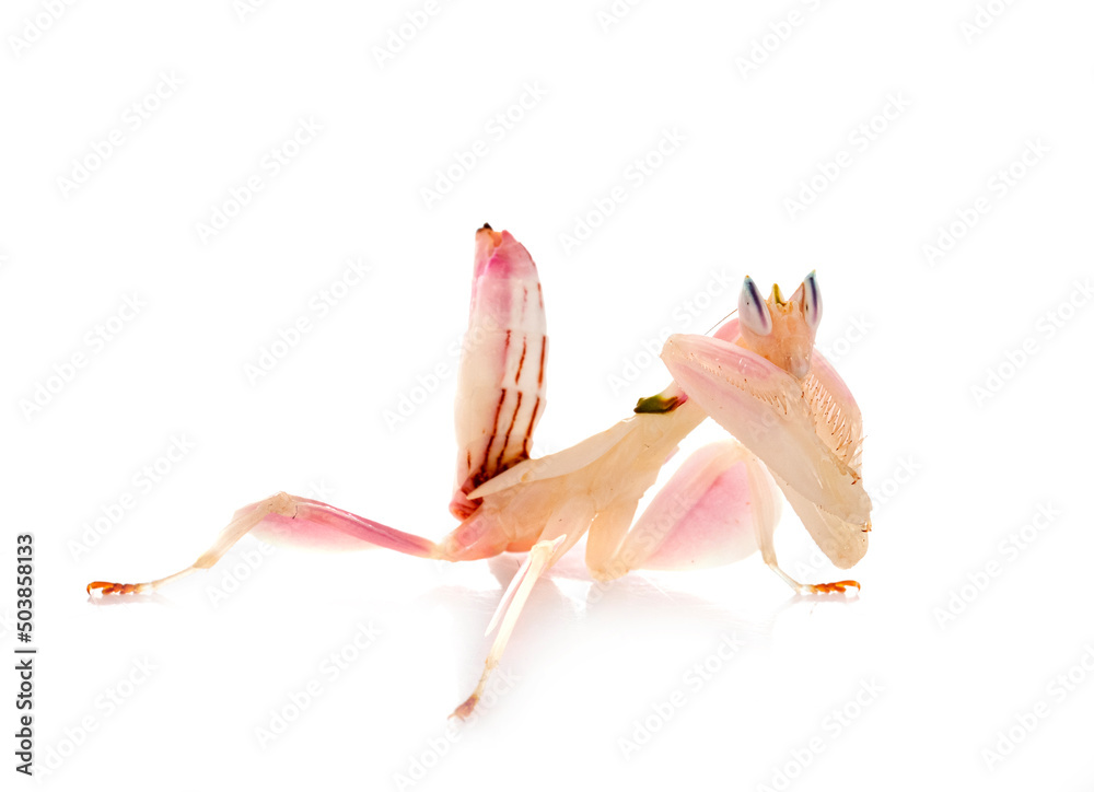 Hymenopus coronatus in studio Stock Photo | Adobe Stock