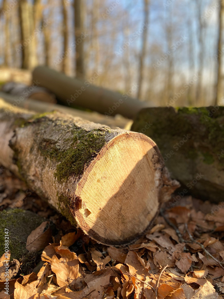 Log On The Ground