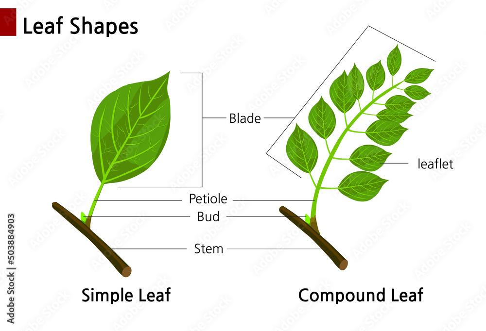 A Side by side Comparison Of Simple And Compound Leaves Isolated In
