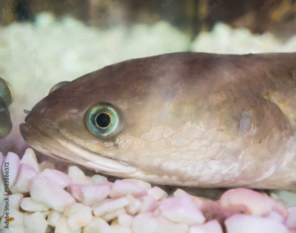 Male Channa striata striped snakehead fish head in close up at a fish ...