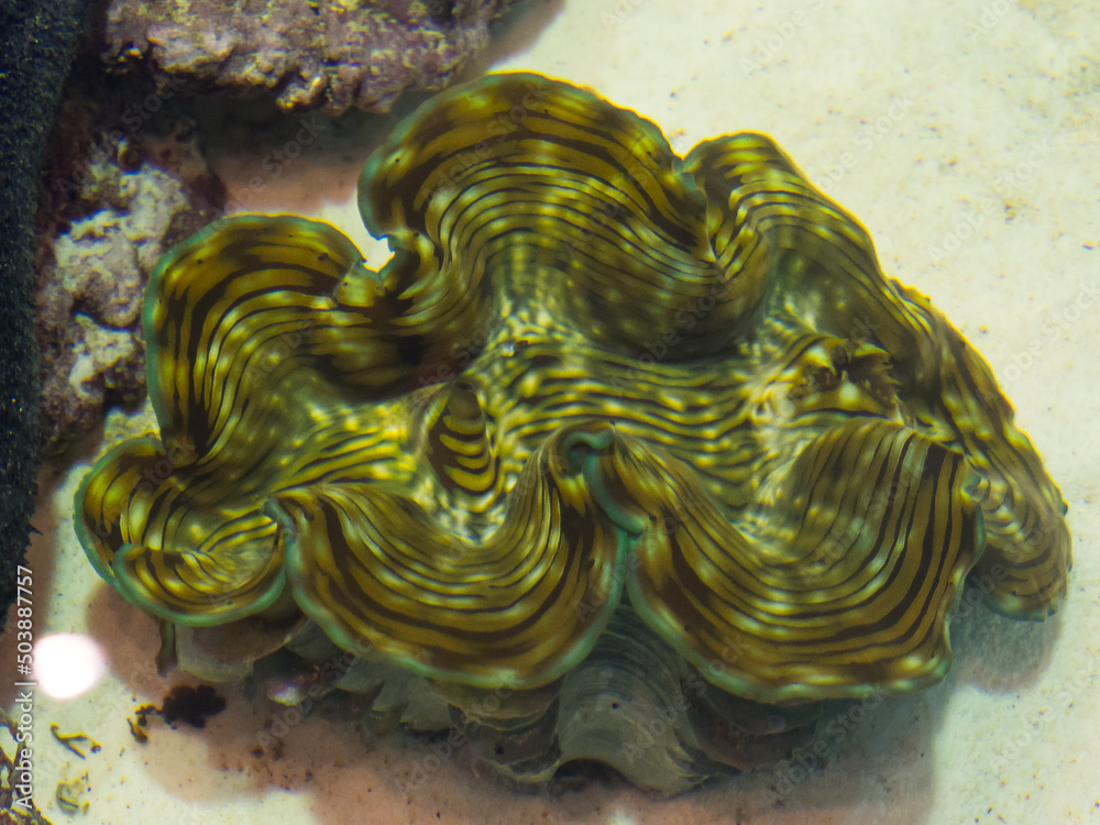 Tridacna gigas is a genus of large saltwater clam in a fish tank. Stock ...