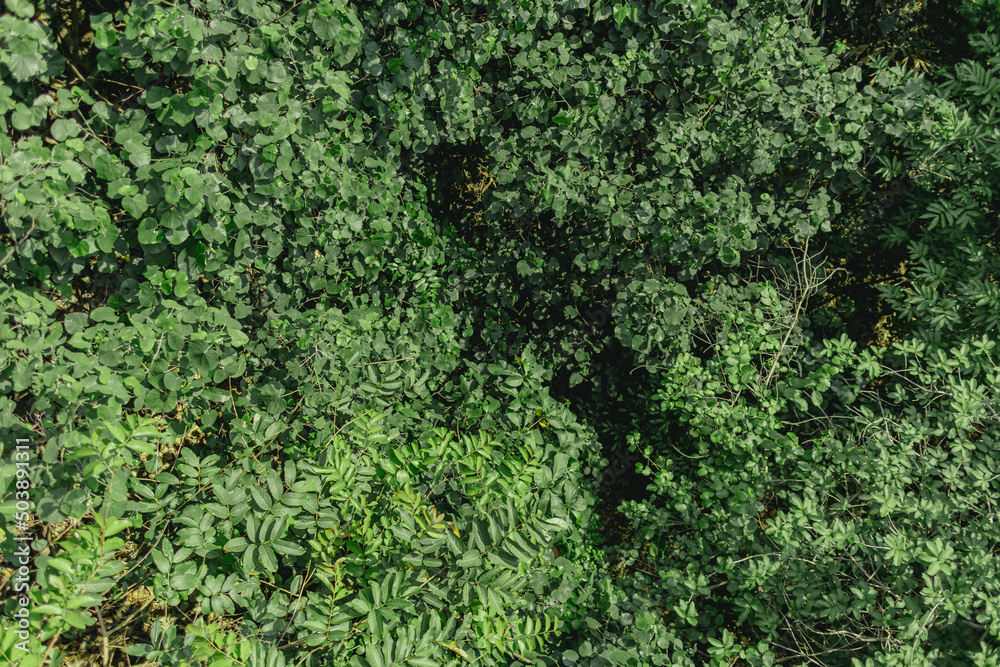 Nature green wallpaper background of bush and tree top forest. Stock ...