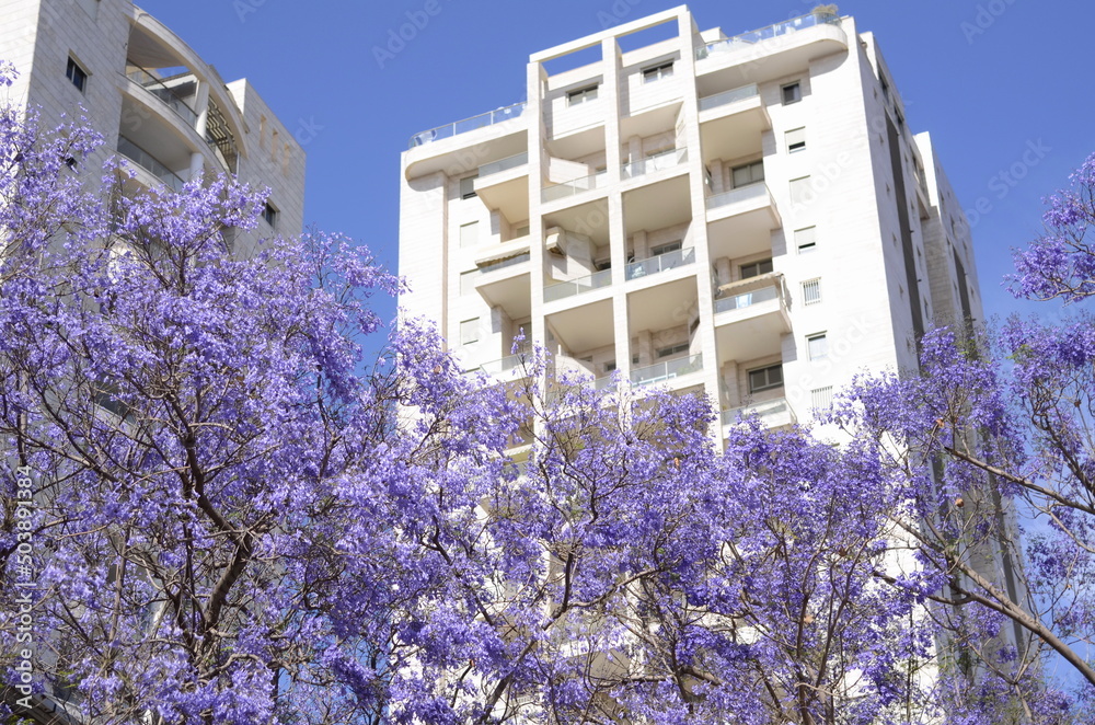 Blooming jacaranda near white high-rise building. House view with ...