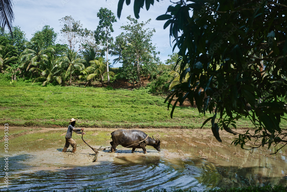 Farmer using buffalo plowing rice field. Asian man using the buffalo to ...
